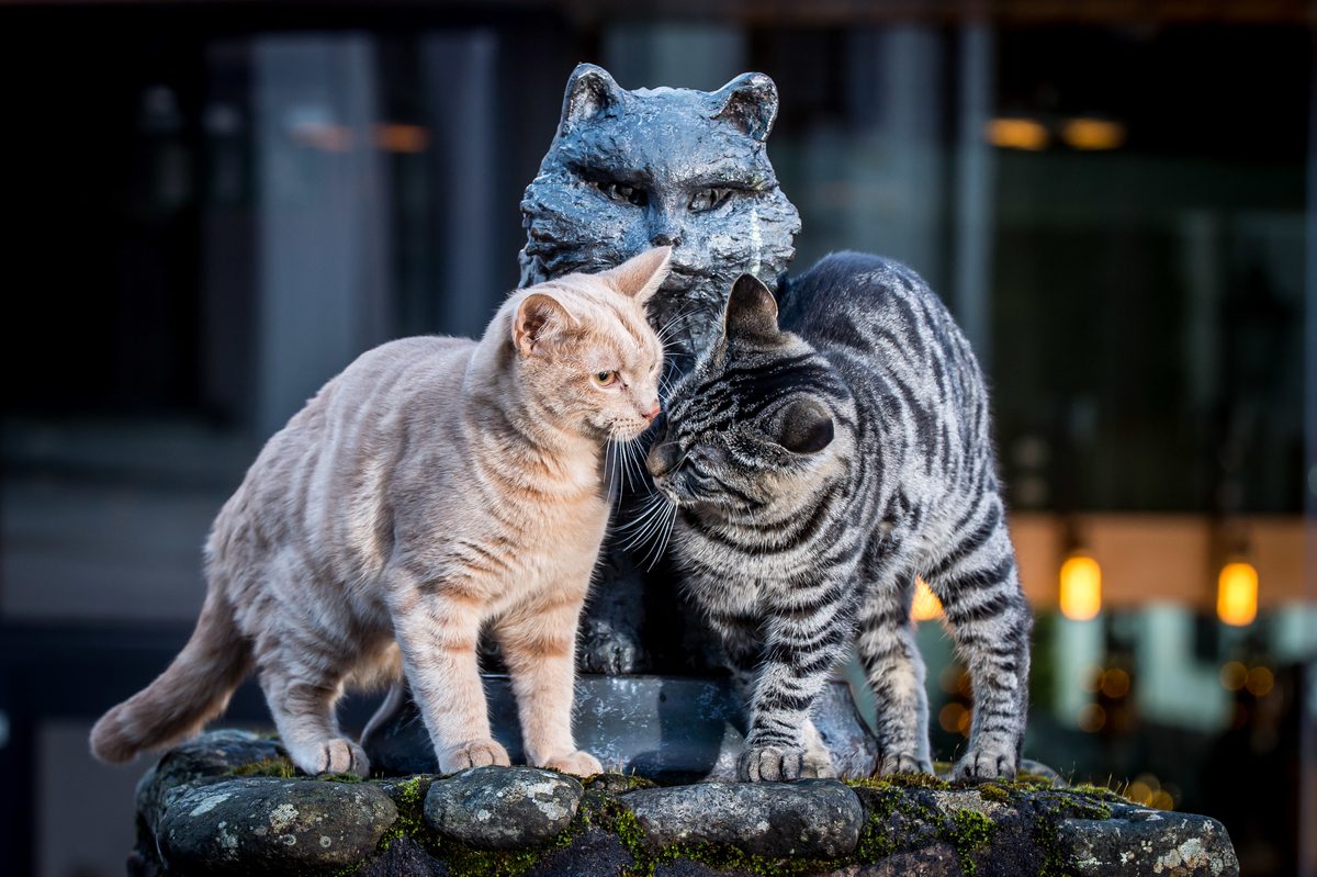 Glenturret's lonely distillery cat gets a new friend | Scotsman Food ...