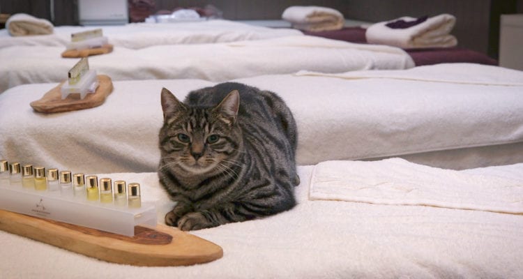 Video: Famous Glenturret Distillery cat takes a holiday - Scotsman Food ...