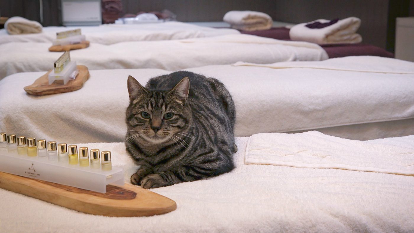 Video: Famous Glenturret Distillery cat takes a holiday | Scotsman Food ...
