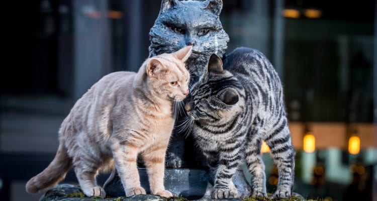 Famous Scotch whisky distillery cats - Scotsman Food and Drink
