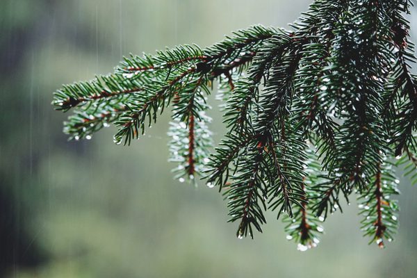 This is the 10 day festive weather forecast - and when snow could hit ...