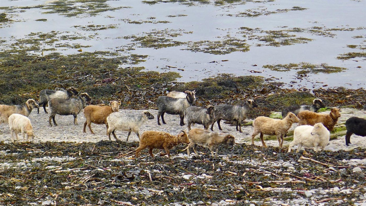 Unique North Ronaldsay ‘seaweed’ sheep named first Slow Food Presidium ...