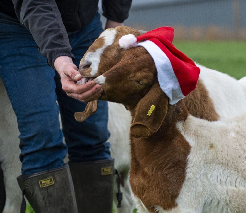 Scotland’s Larder: Jillian and Neil McEwan, from Lunan Bay Goat Farm ...