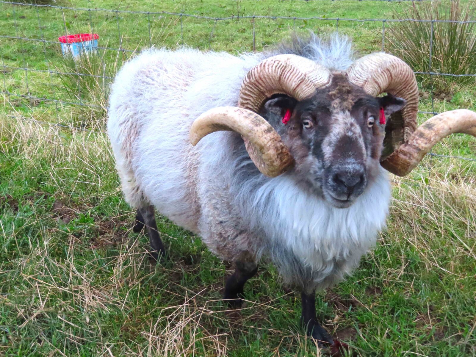 Orkney Boreray Sheep, beloved by Vikings and descended from an extinct ...