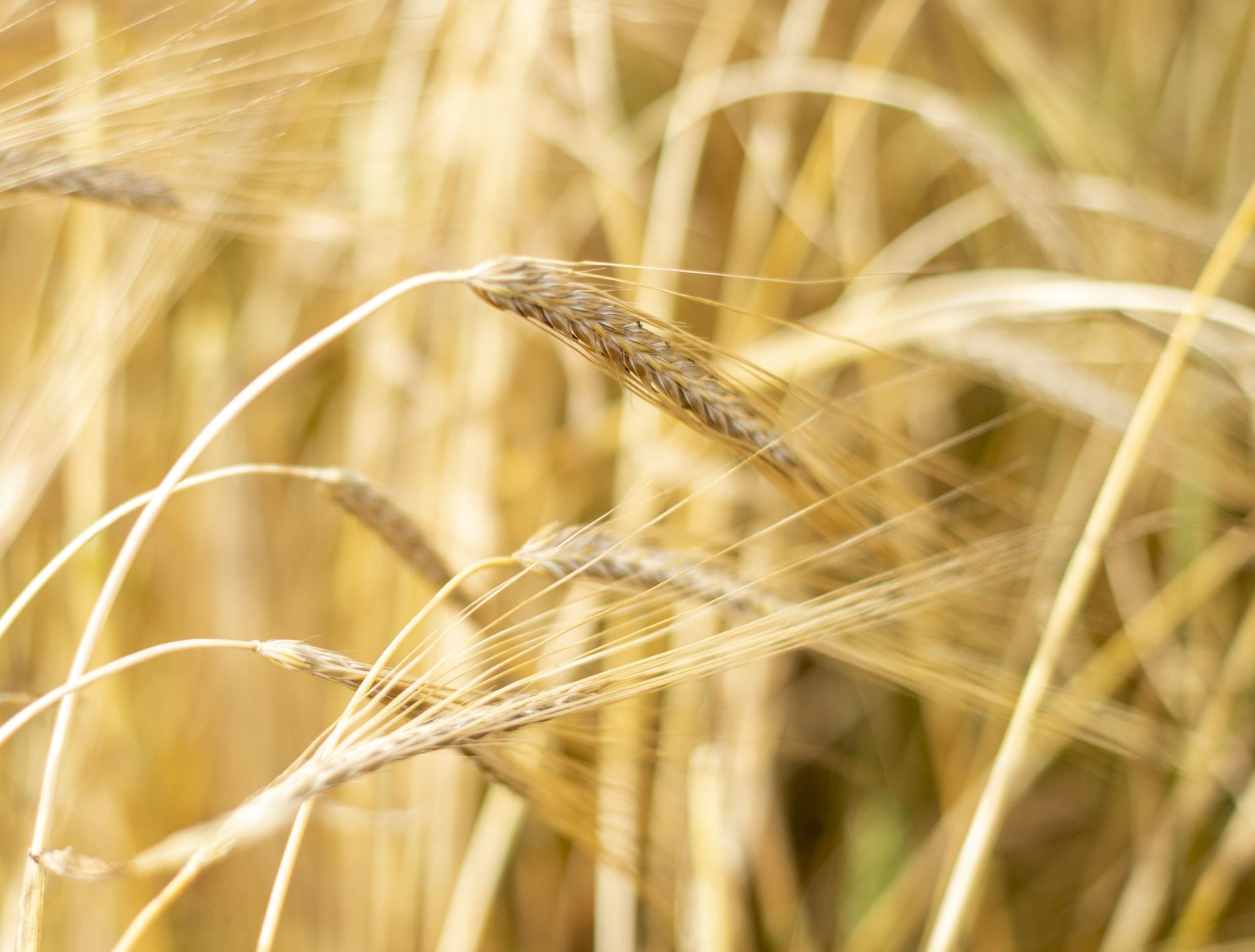 Scotland's larder: Alison Milne of Crafty Maltsters | Scotsman Food and ...